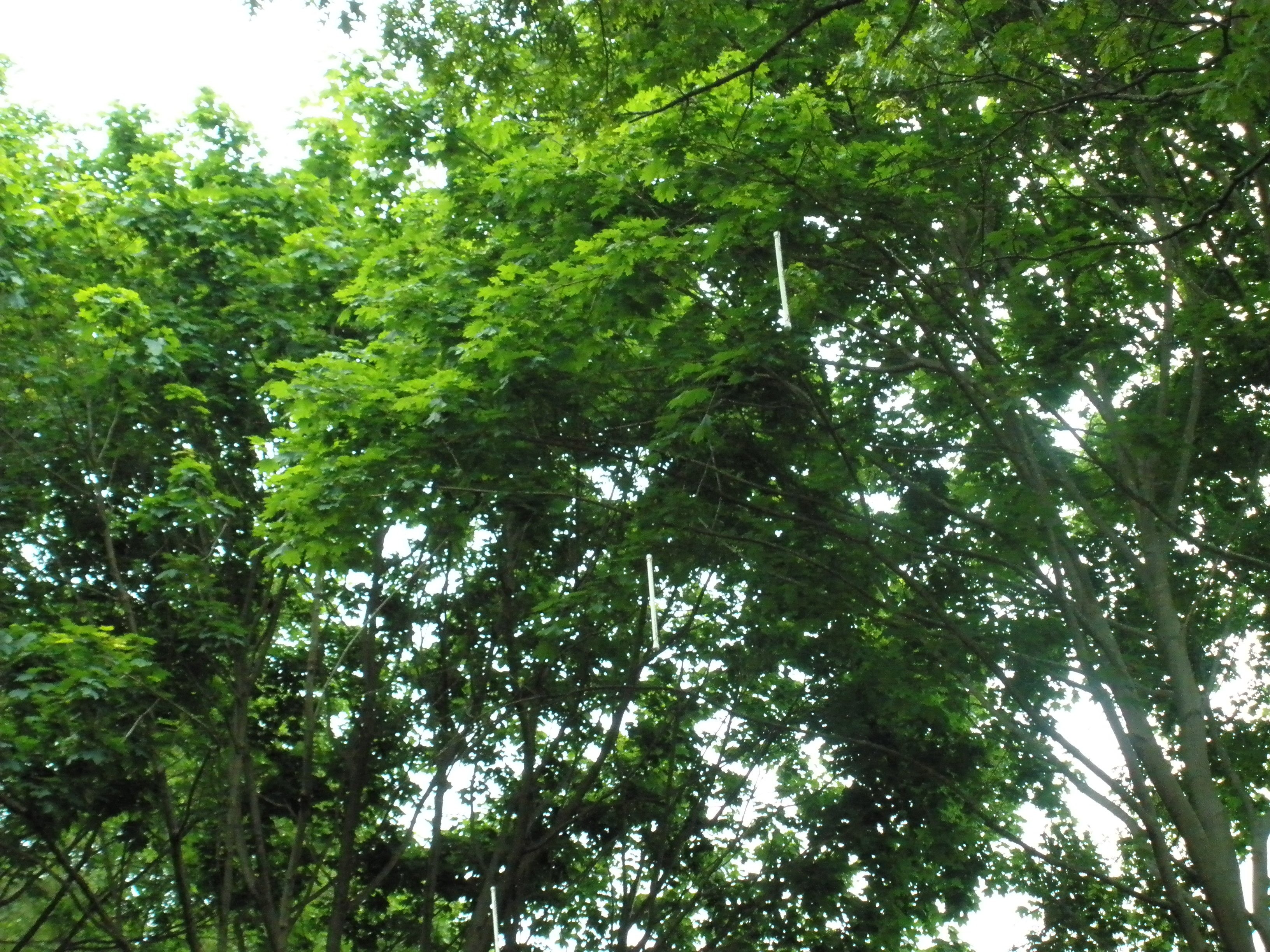 Multiband HF Dipole